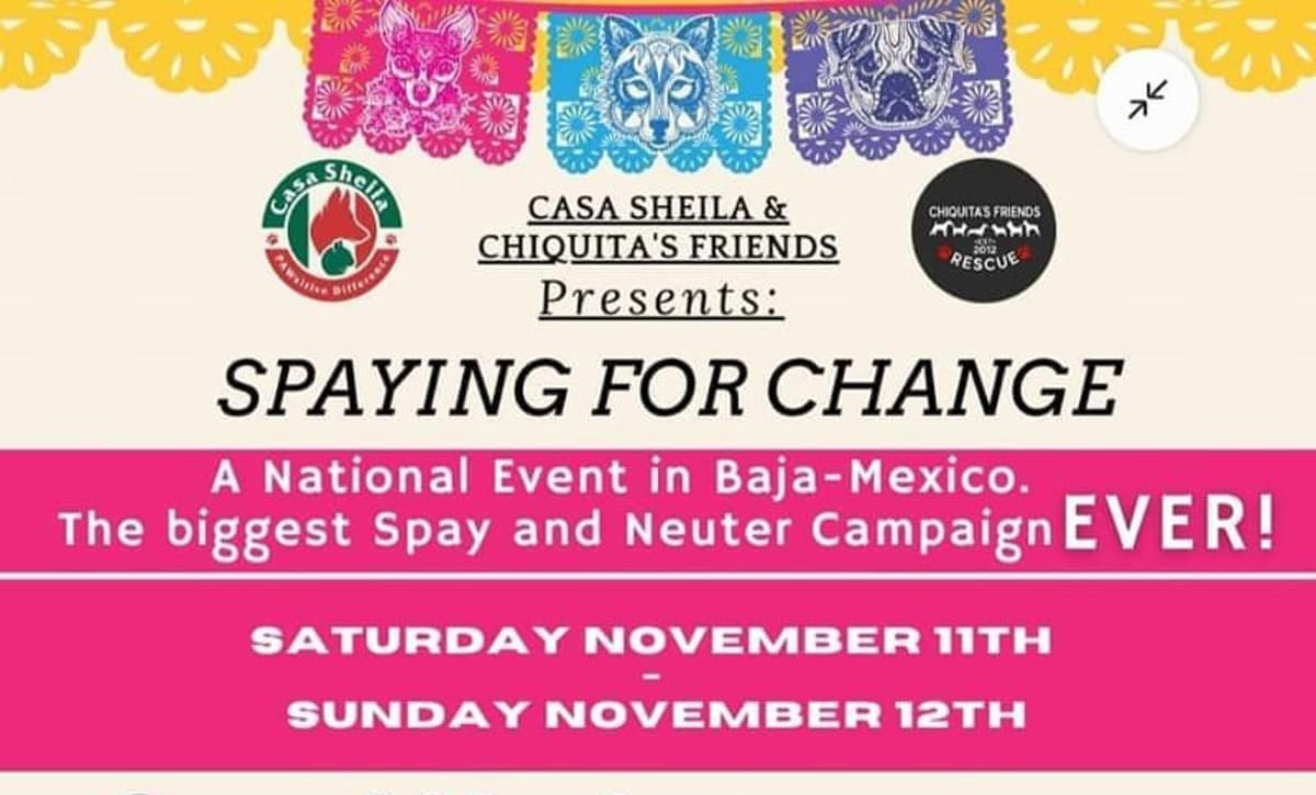 Largest Spay & Neuter Campaign This Weekend - Gringo Gazette