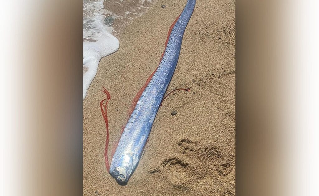 Giant Oarfish Surfaces in the East Cape - Gringo Gazette