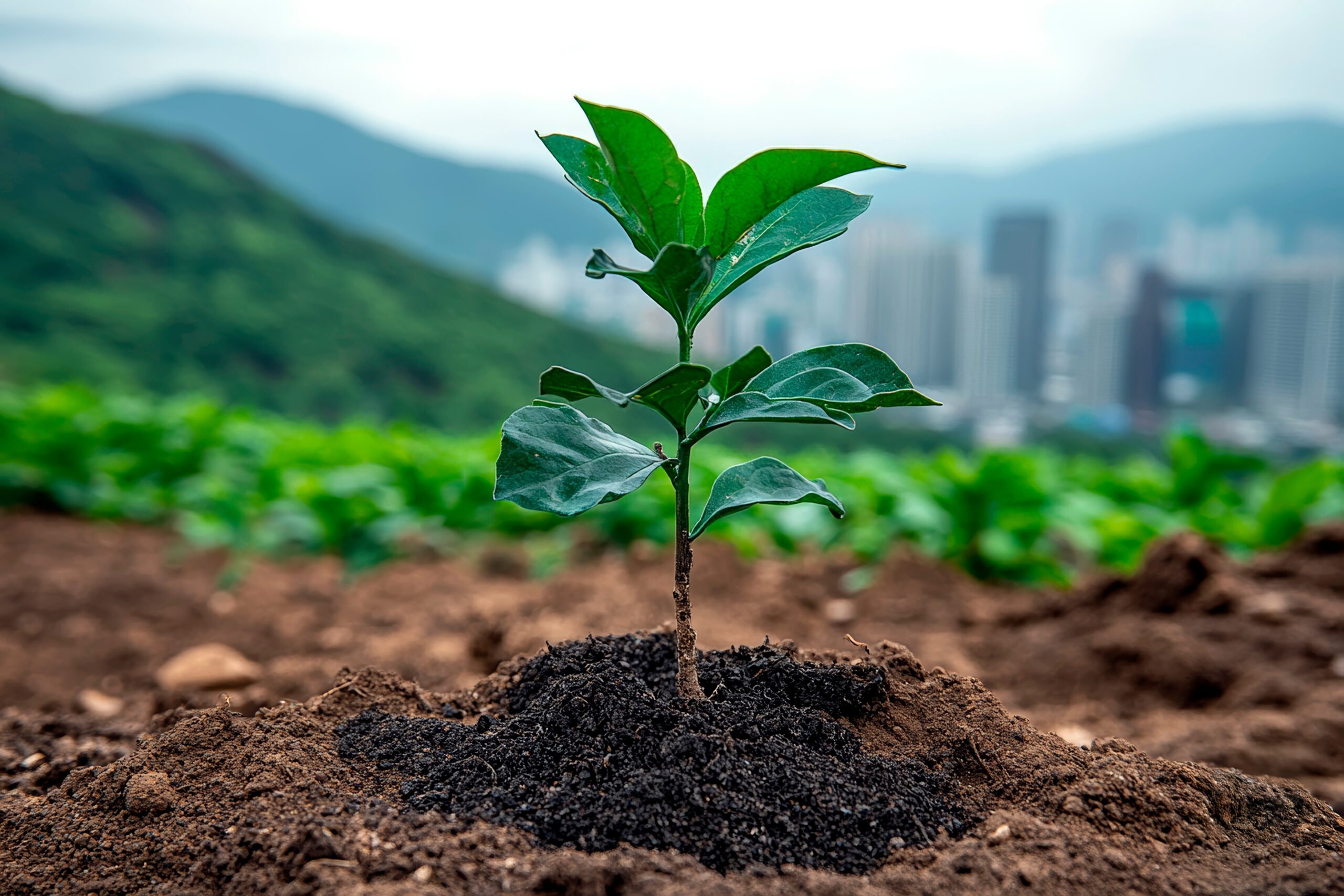 La Paz Breathes Easy: The Urban Lungs Initiative Takes Root - Gringo ...