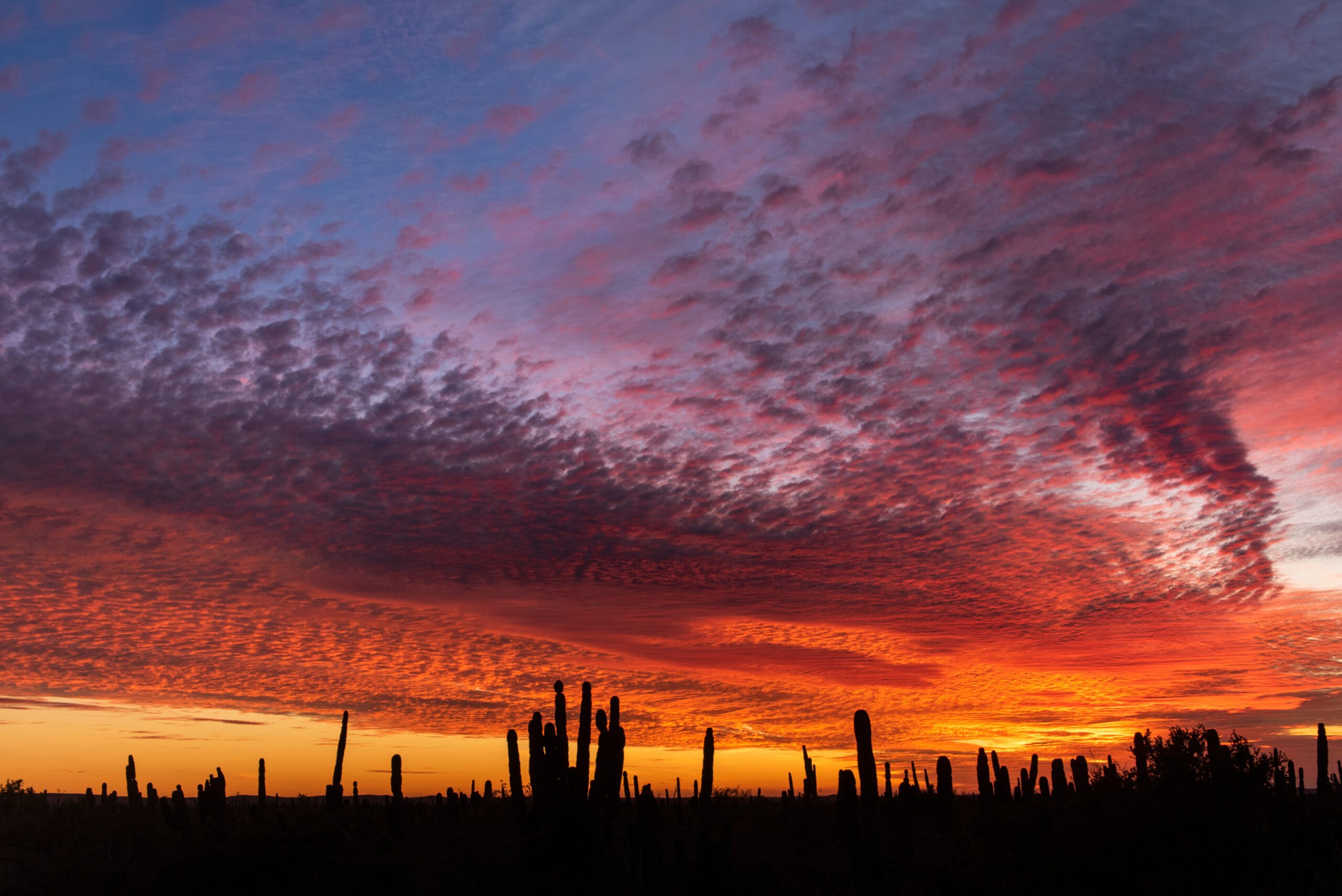 Differences Between Northern Baja and BCS - Gringo Gazette