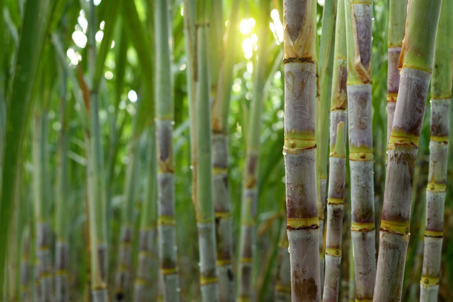 Sugar Cane Plantations in Baja? - Gringo Gazette
