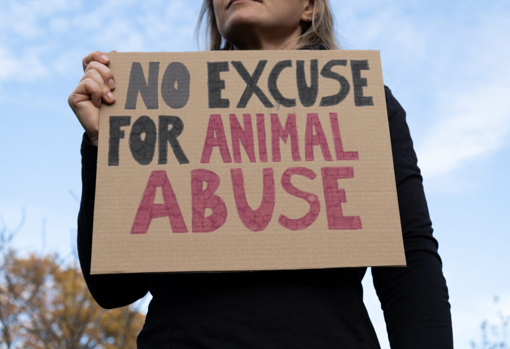 Baja California Sur will join the National March for Animals Rights ...