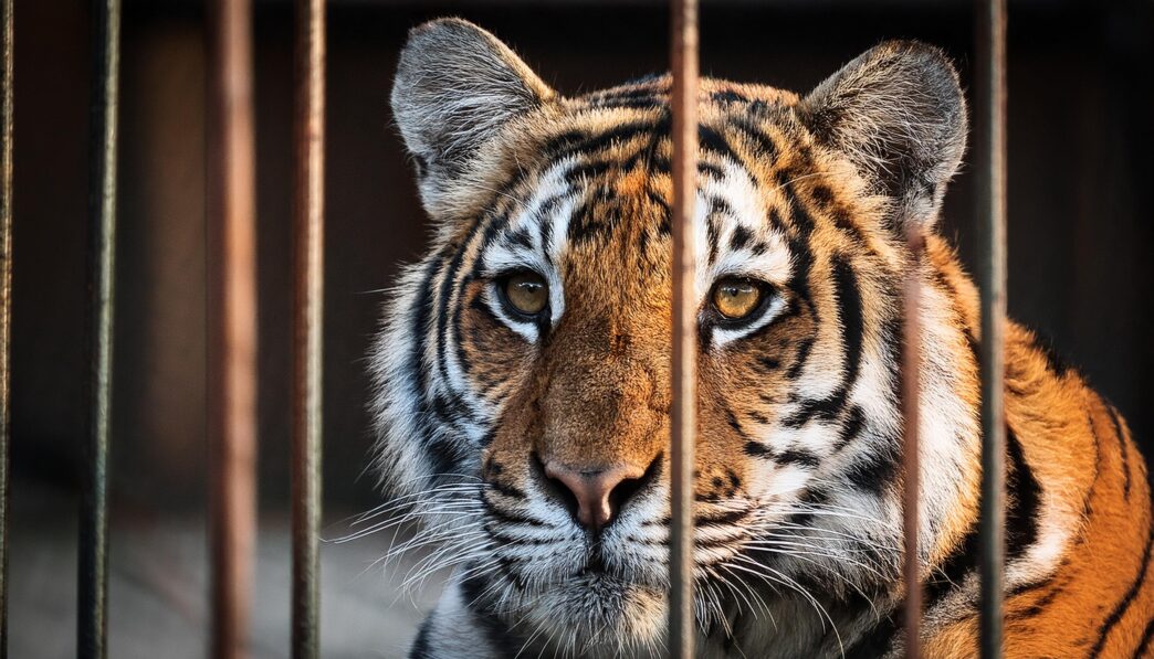 Rescued Tiger from La Paz Finds New Home in Mexicali - Gringo Gazette