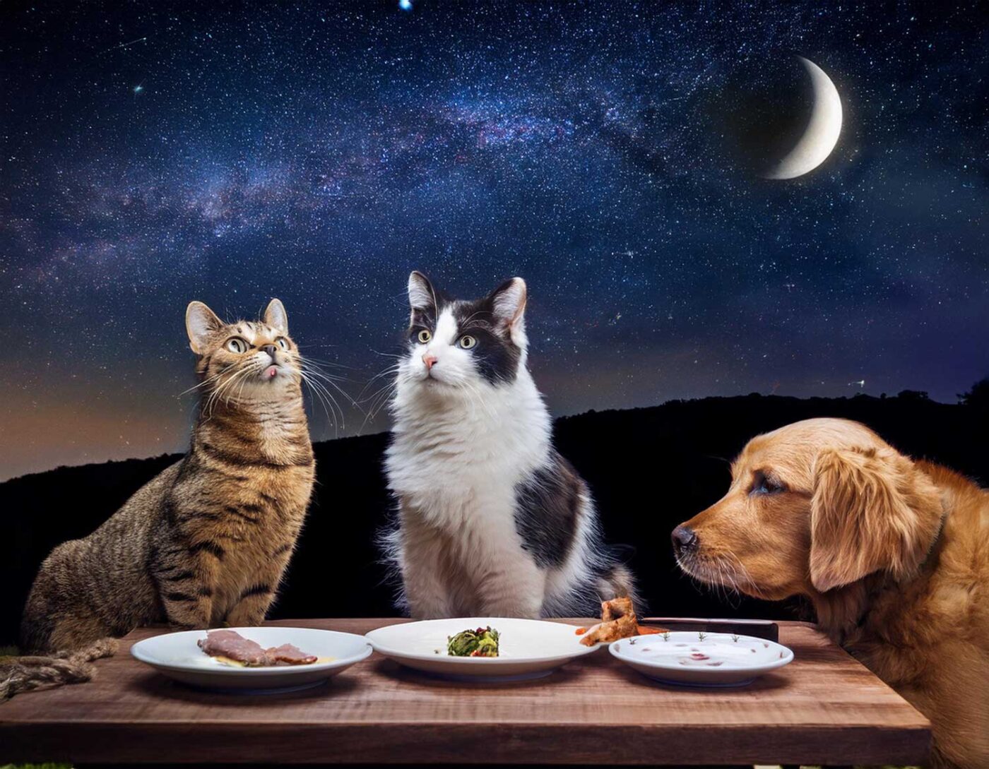 Homepage - Gringo Gazette