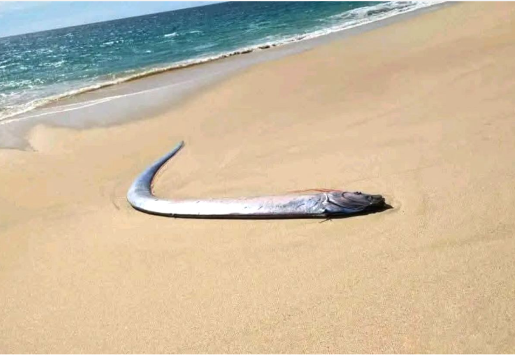 Mysterious Appearance of a Giant Oarfish Sparks Local Superstitions - Gringo Gazette