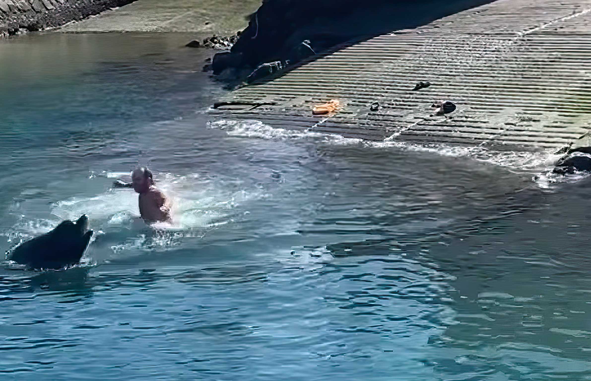 Crazy Gringo Harrases Sea Lion and Almost Gets Attacked by It - Gringo ...