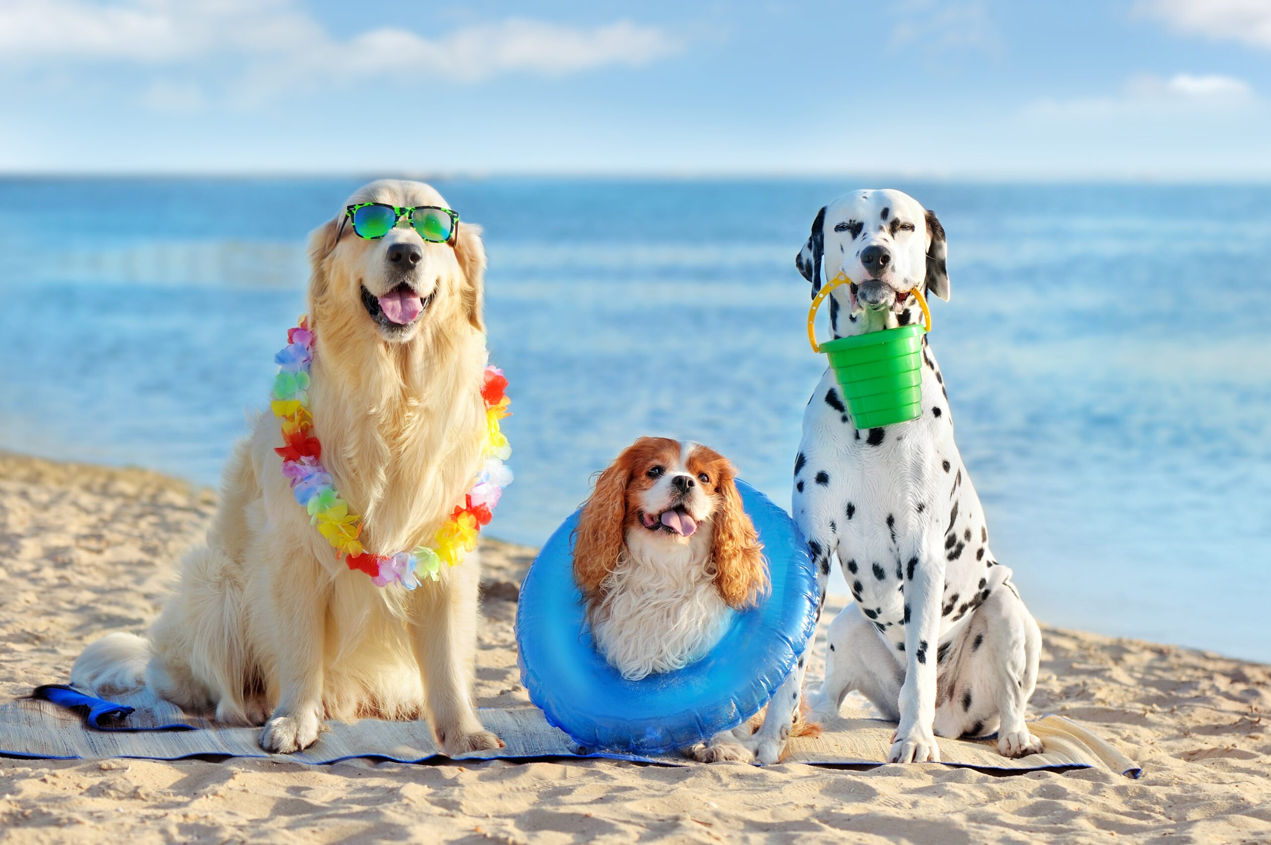 Everything You Need to Know About Bringing Pets to Los Cabos - Gringo ...