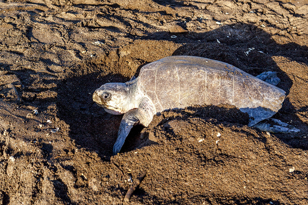 30 Years of Successfully Protecting Turtles in Los Cabos - Gringo Gazette