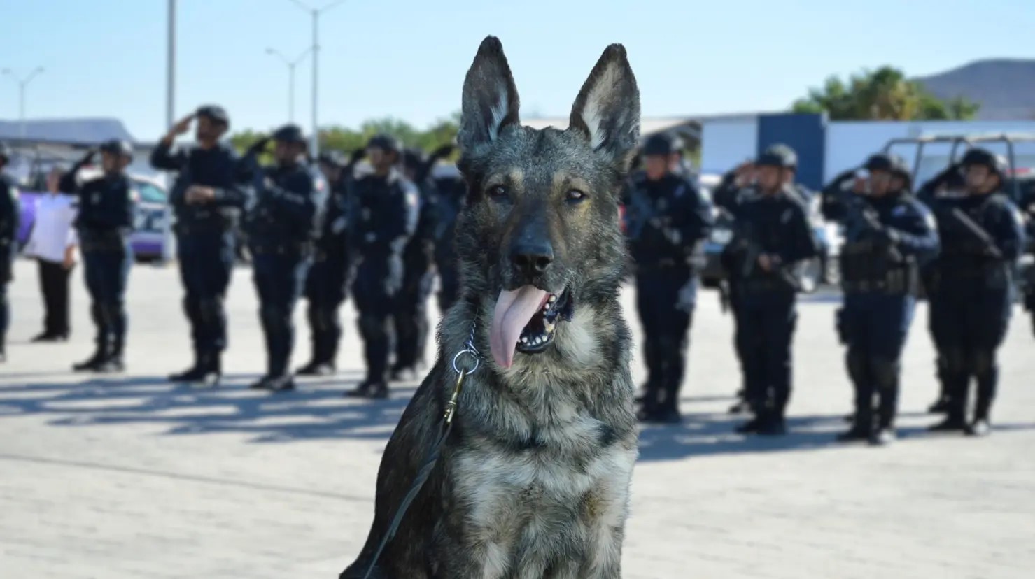 A Bond for the Ages: K-9 Sagus Retires from Police Service - Gringo Gazette