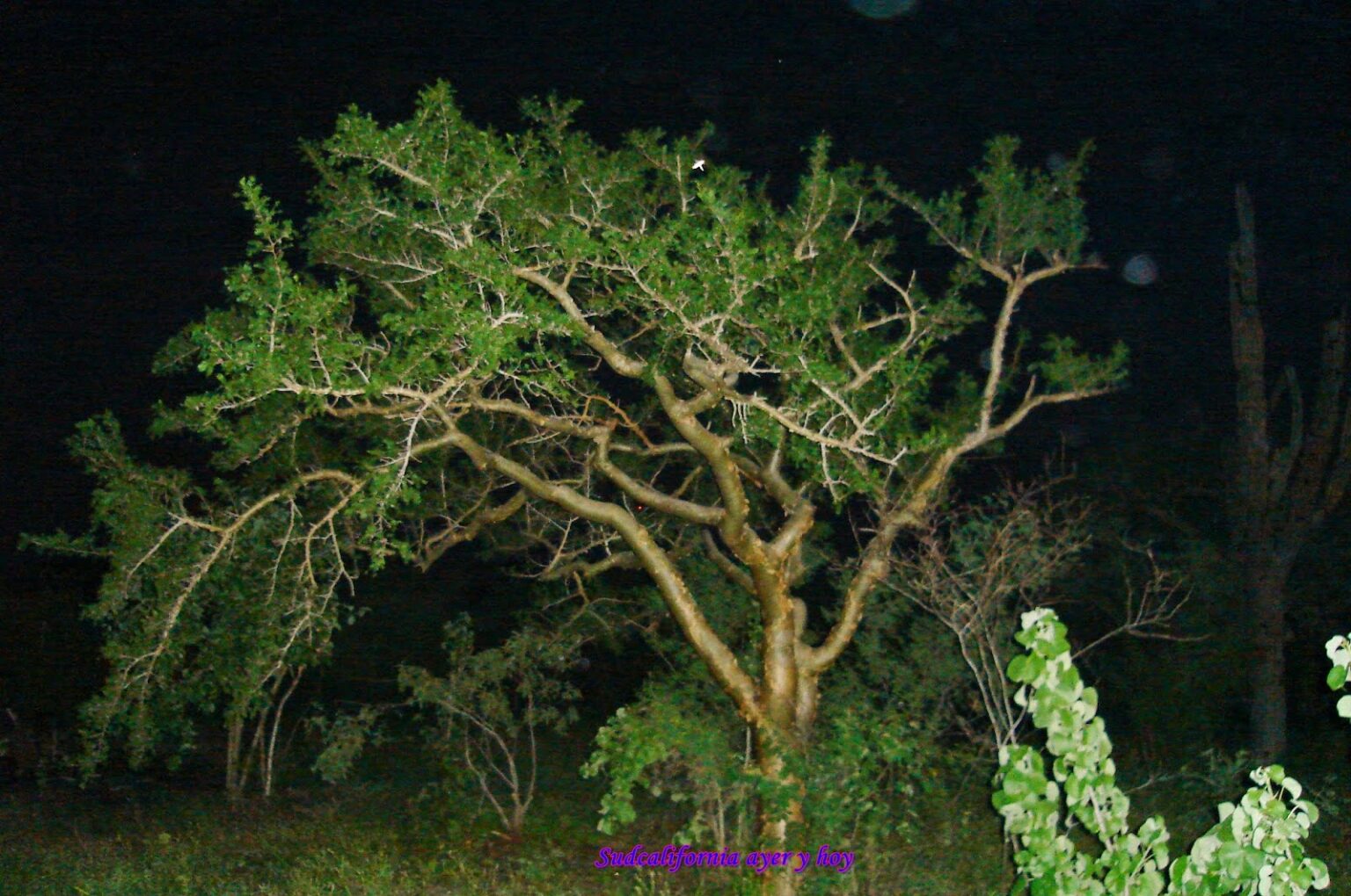 Four Tree Species That Baja California Sur is Known For - Gringo Gazette