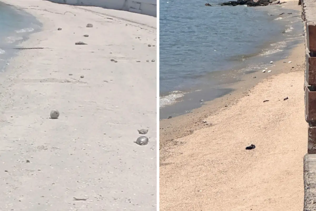 Dead Balloon Fish Wash Up on La Paz’s Malecón Beach - Gringo Gazette