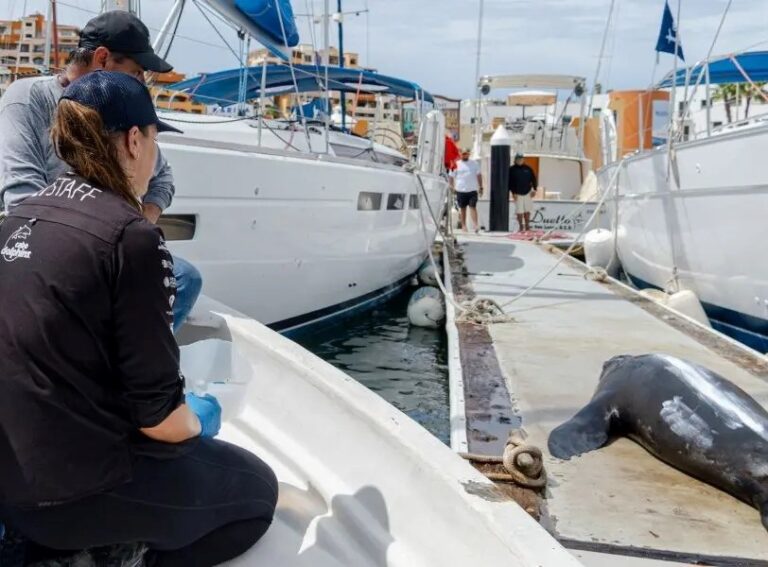 Sea Lion Rescued in San Lucas Harbor - Gringo Gazette