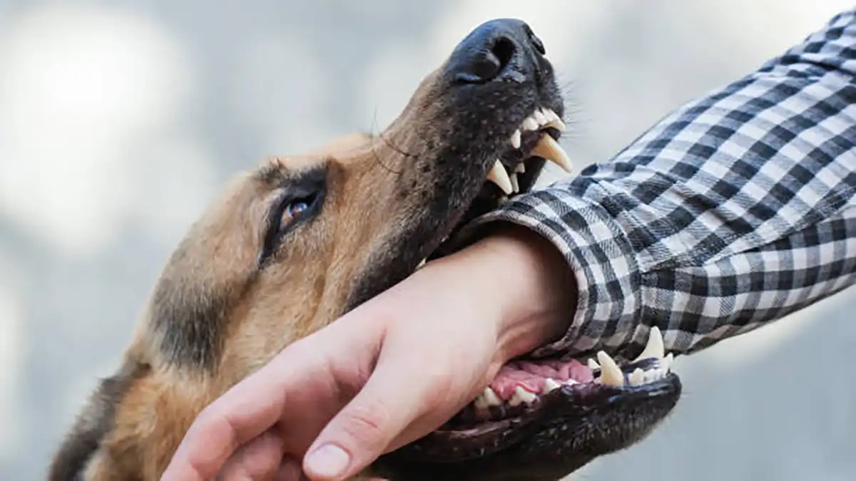 Pet Attacks Caused by Neglect Could Lead to Prison in Baja California ...
