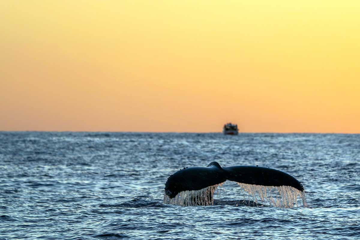 Entangled in Fishing Nets, Humpback Whale Rescued in Cabo San Lucas ...